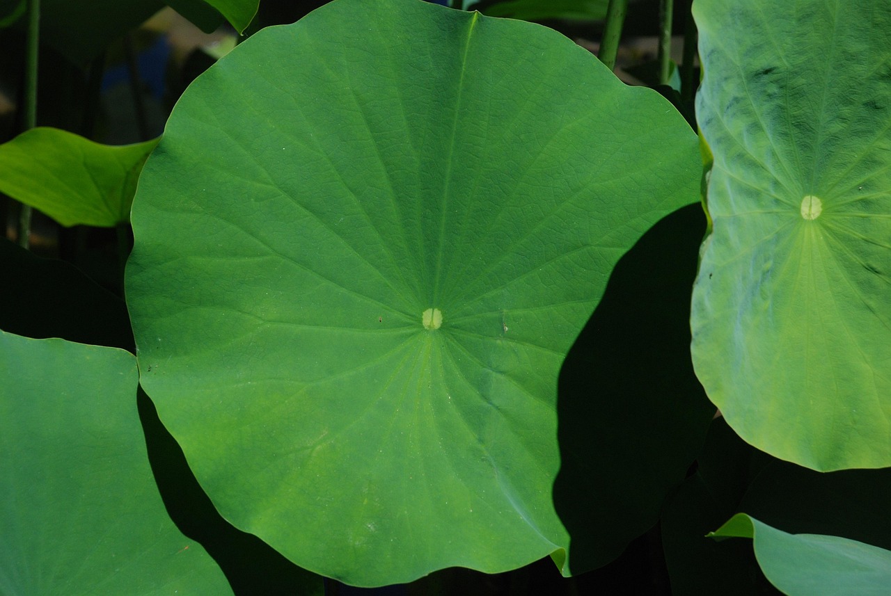 Lotus Feuille Nature - Photo gratuite sur Pixabay - Pixabay