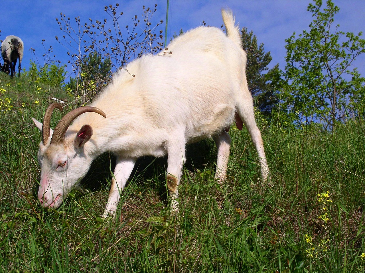 Cabra Animal - Foto gratuita no Pixabay - Pixabay