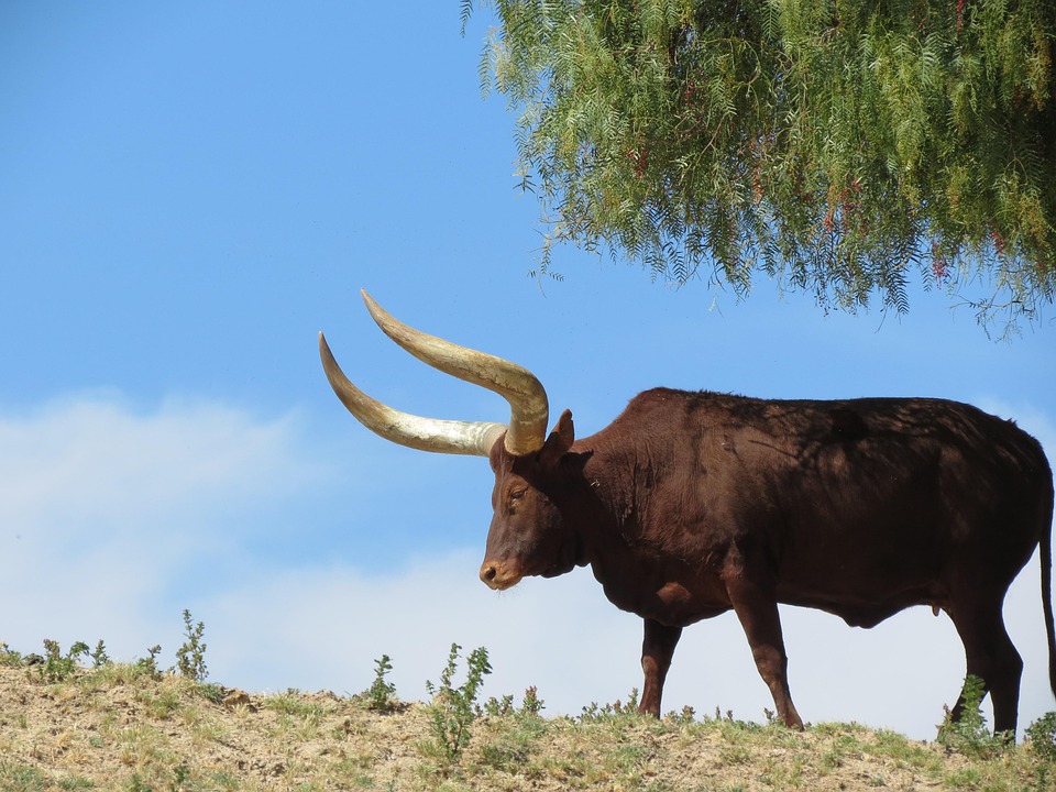 Texas Longhorn Cattle San Diego - Free photo on Pixabay