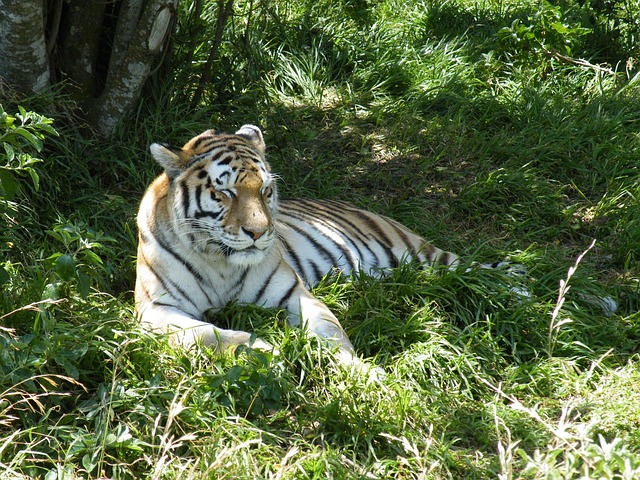 Tiger Animal Predator - Free photo on Pixabay