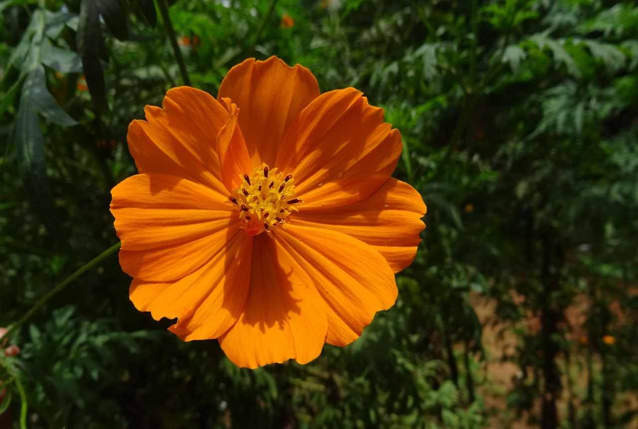 Cosmos Golden Flower - Free photo on Pixabay - Pixabay
