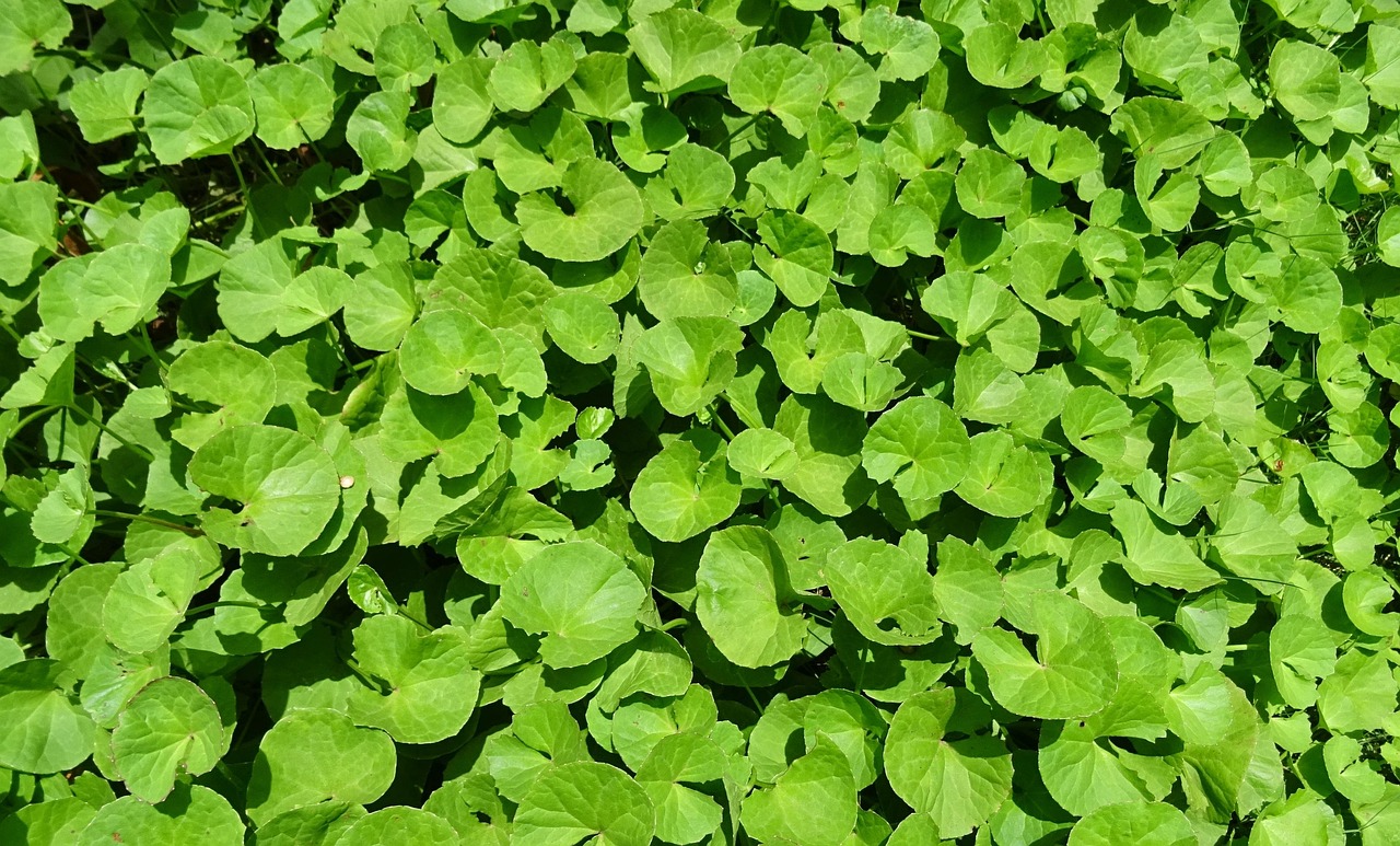 100+ Free Ayurveda & Ayurvedic Photos - Pixabay