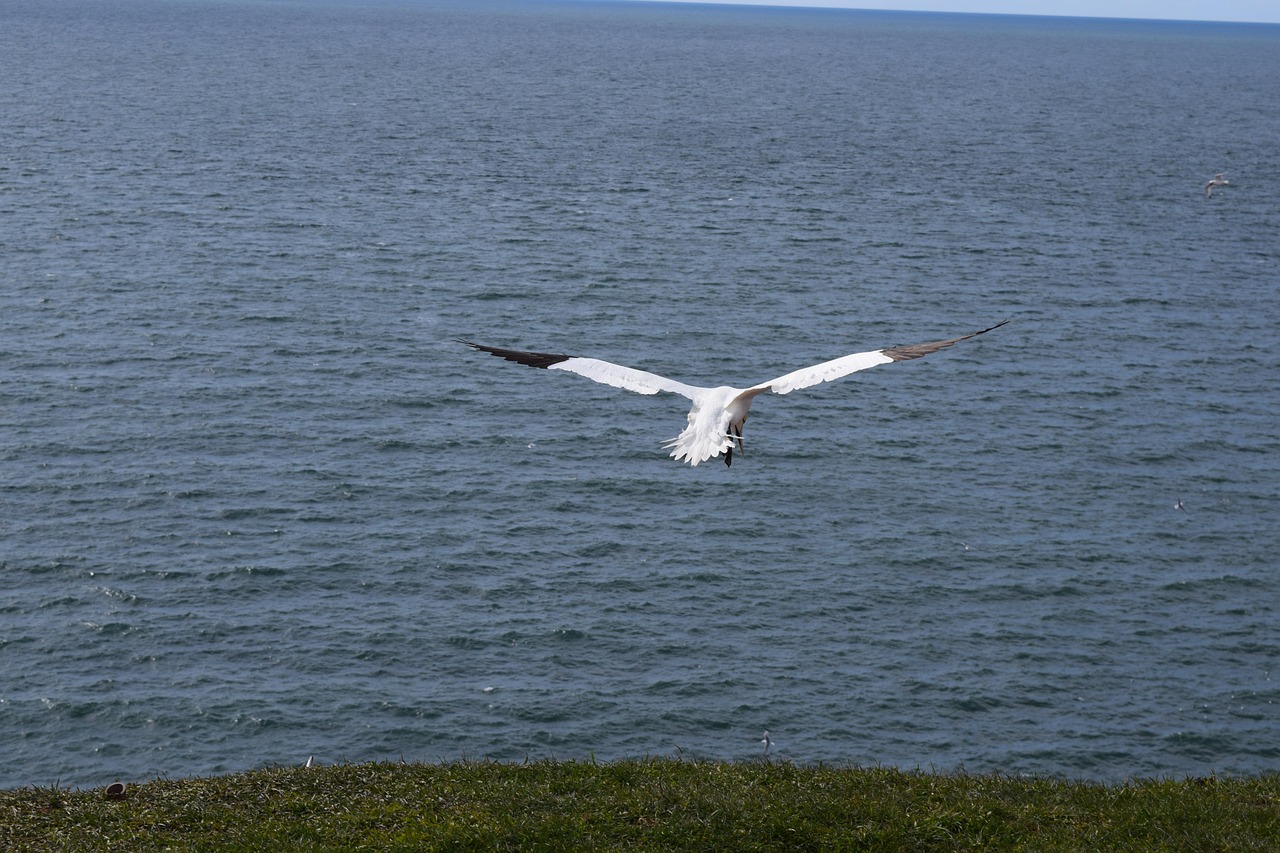 Northern Gannet Helgoland Bird - Free photo on Pixabay - Pixabay