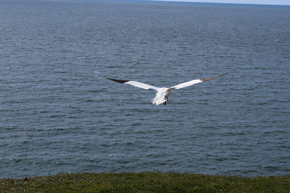 Northern Gannet Helgoland Bird - Free photo on Pixabay - Pixabay