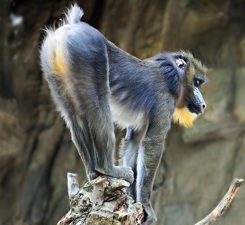 Ape Zoo Wildlife - Free photo on Pixabay