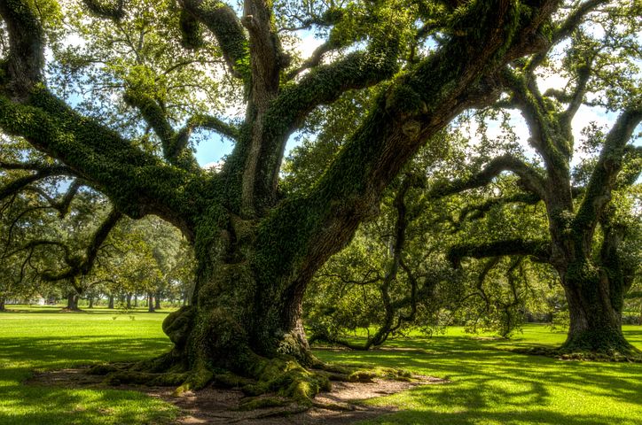 1,000+ Free Oak Trees & Oak Images