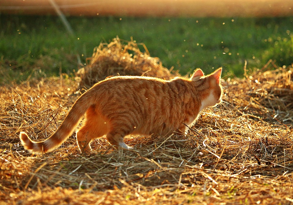 Cat Puss Kitten - Free photo on Pixabay