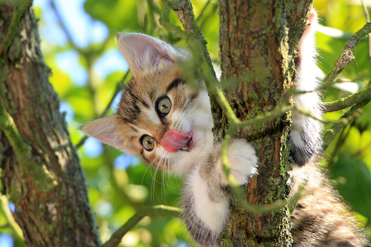 400,000+ Free Nice Backgrounds & Nice Images - Pixabay