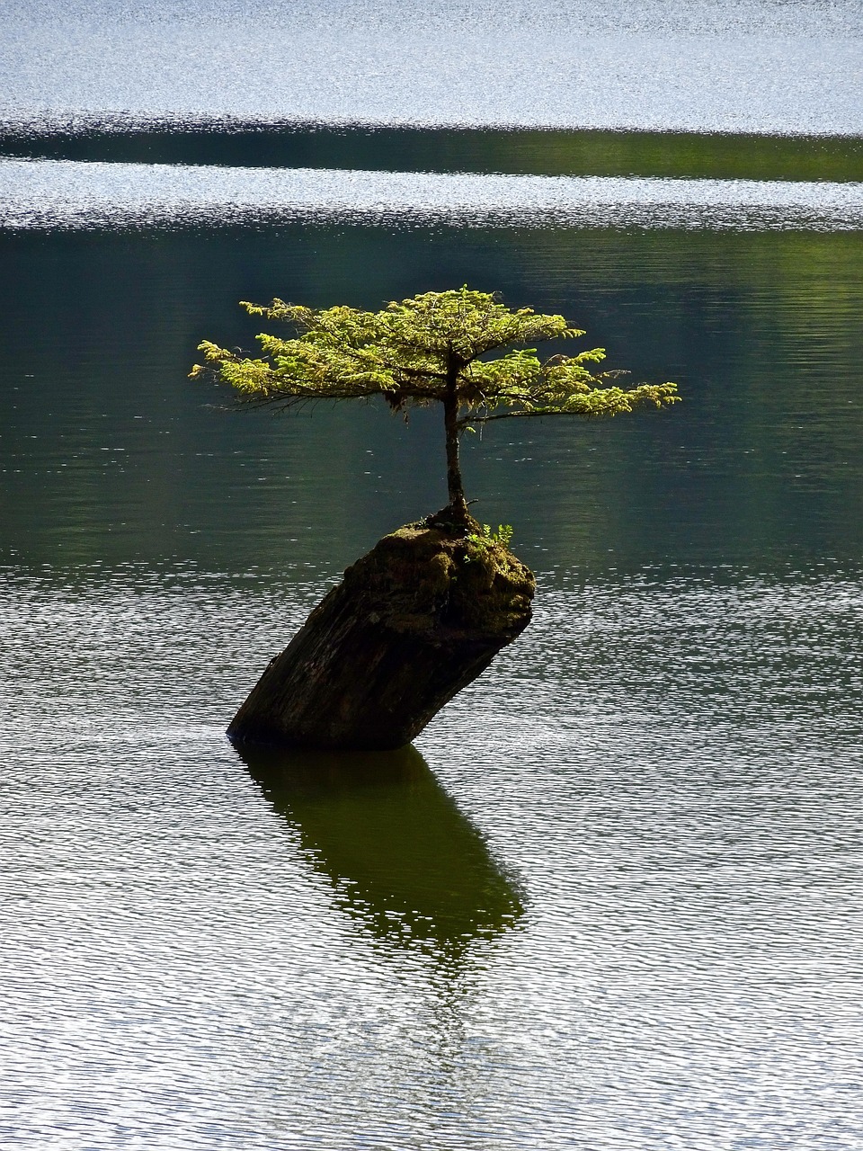 500+ Free Bonsai & Nature Images - Pixabay