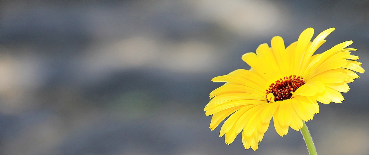 Marguerite Flower Argyranthemum - Free photo on Pixabay - Pixabay