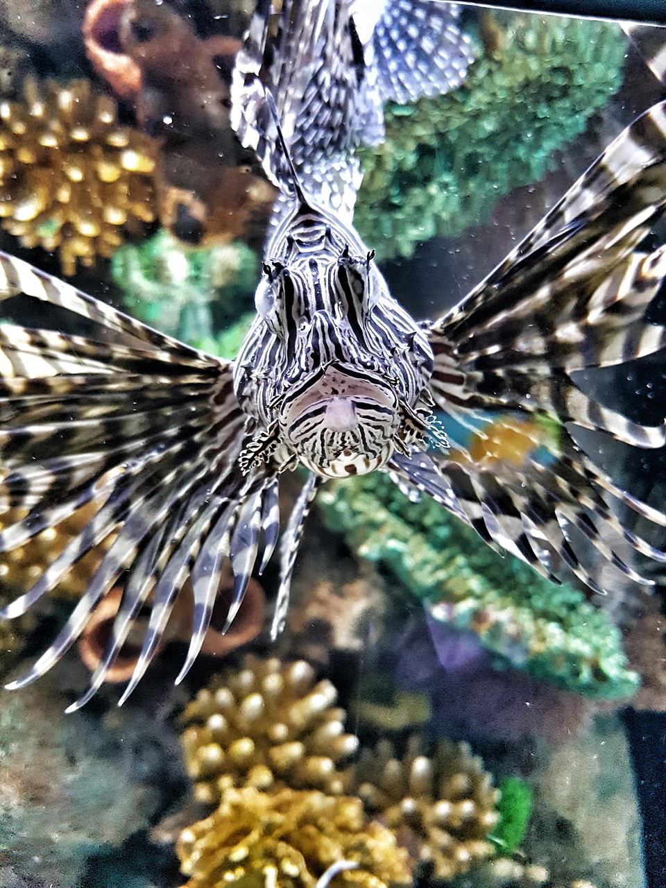 30,000+ Free Lion Fish & Lion Images - Pixabay