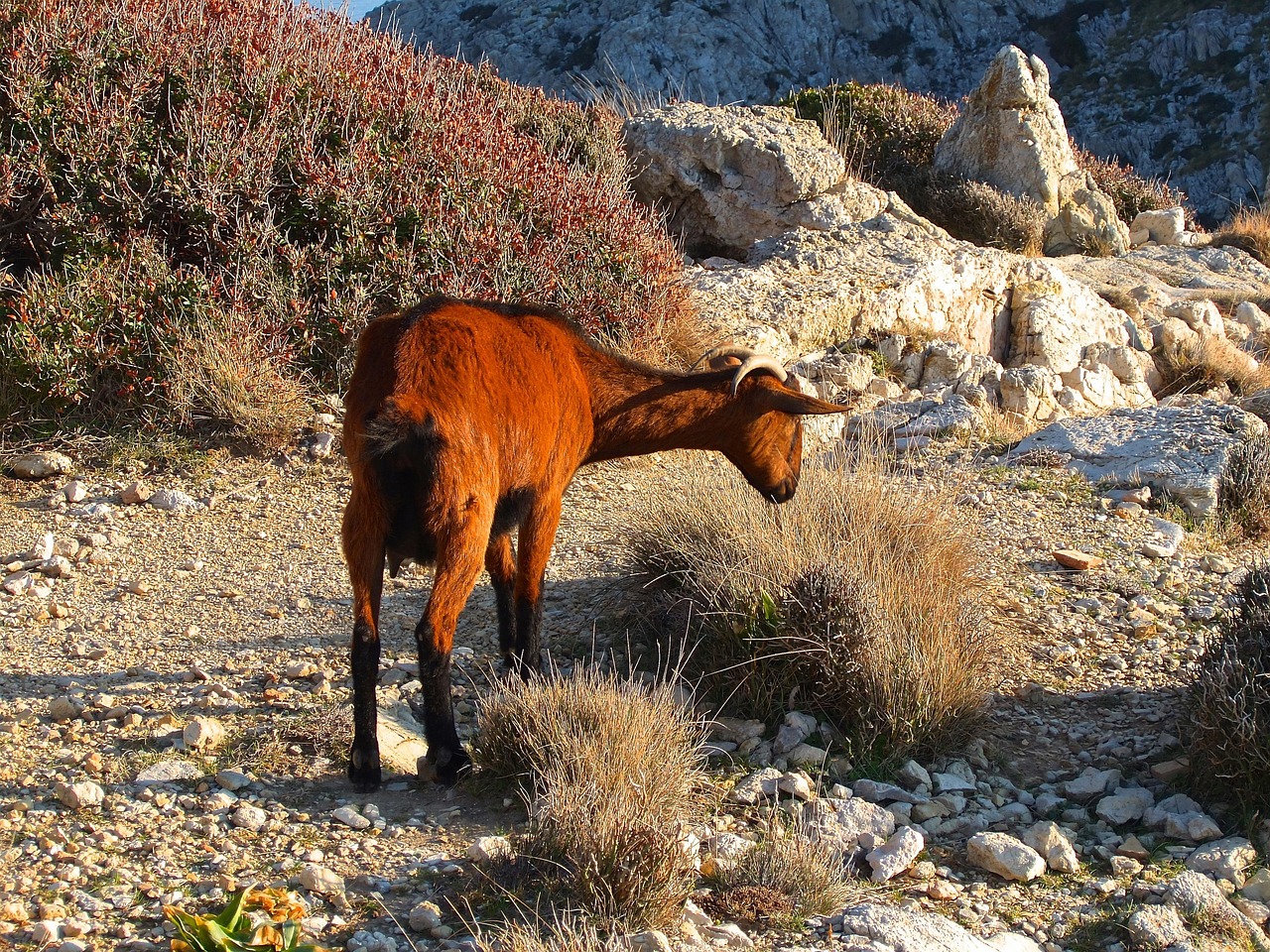 Cabra Mediterráneo Mallorca Costa - Foto gratis en Pixabay - Pixabay