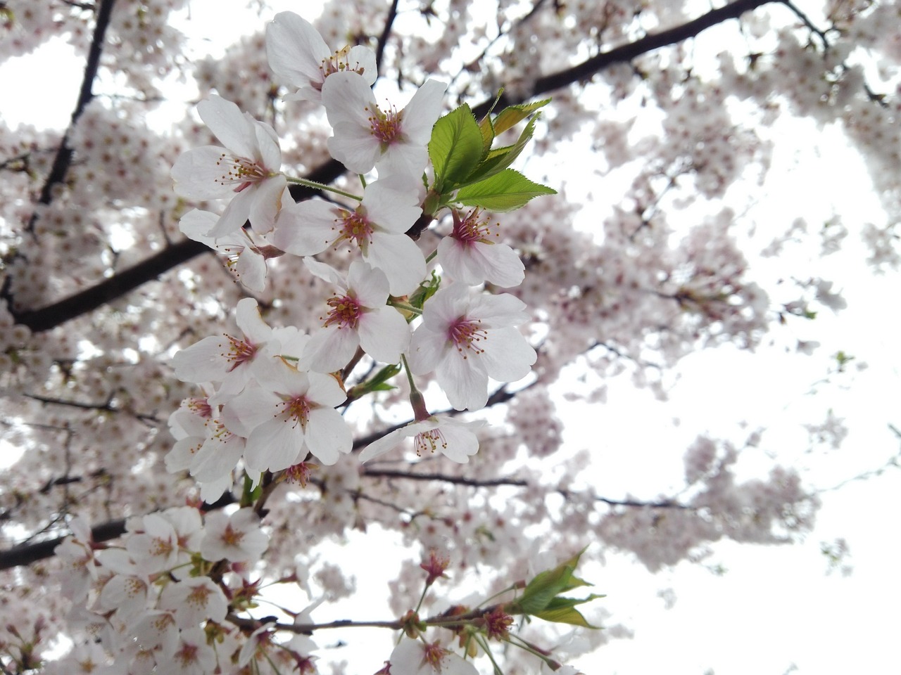 Cherry Blossoms Spring - Free photo on Pixabay - Pixabay