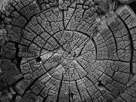 60+ Free The Cross Section Of Wood & Wood Images - Pixabay