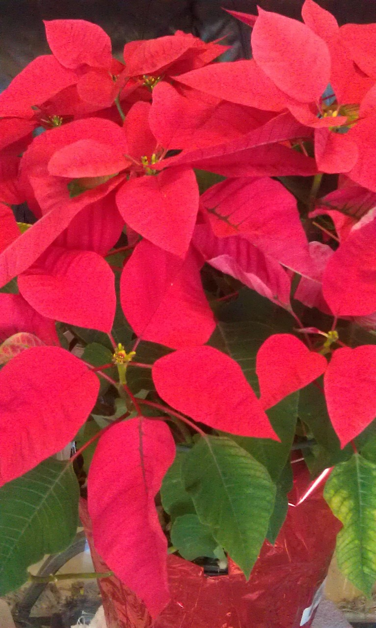 Poinsettias Red - Free photo on Pixabay - Pixabay