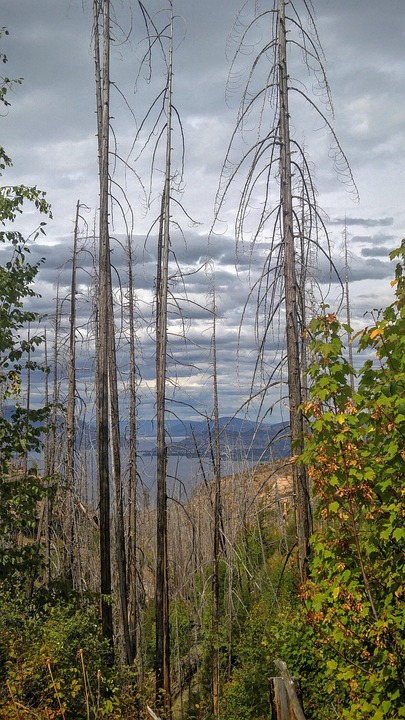 Fire Trees Okanagan - Free photo on Pixabay - Pixabay