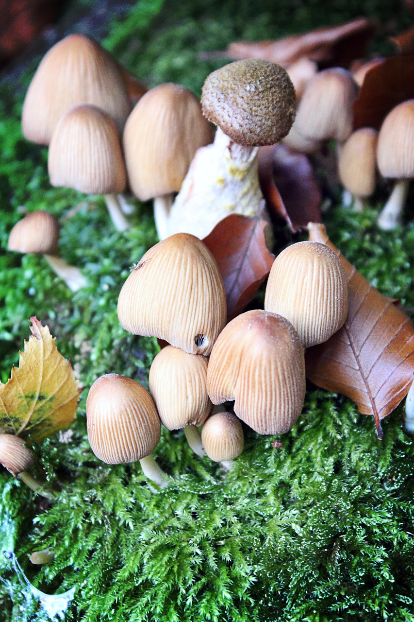 Jamur Hutan Alam - Foto gratis di Pixabay - Pixabay
