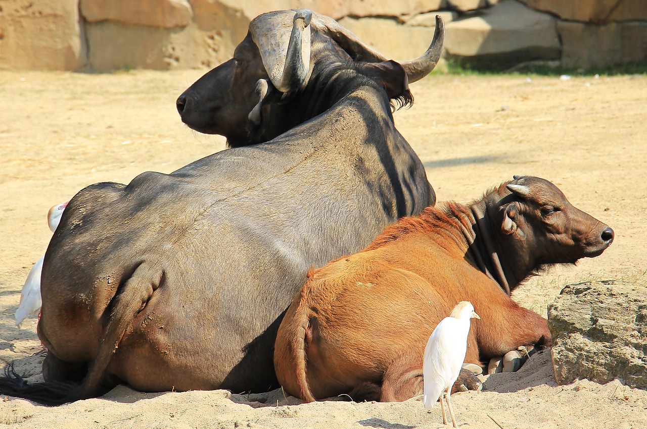 1,000+ Free Buffalo & Nature Images - Pixabay