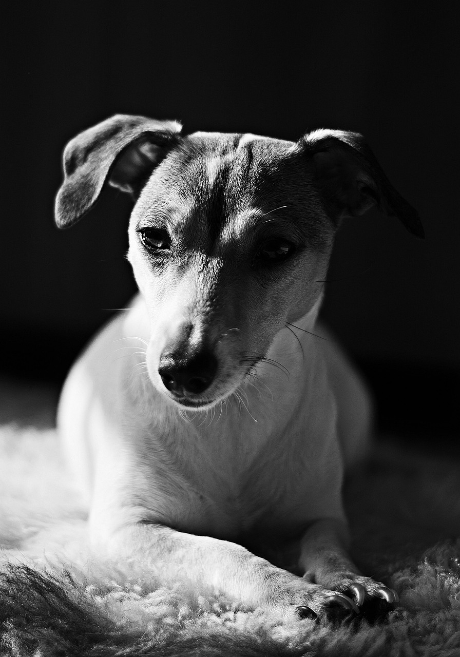 Perro Retrato Animal Jack - Foto gratis en Pixabay - Pixabay
