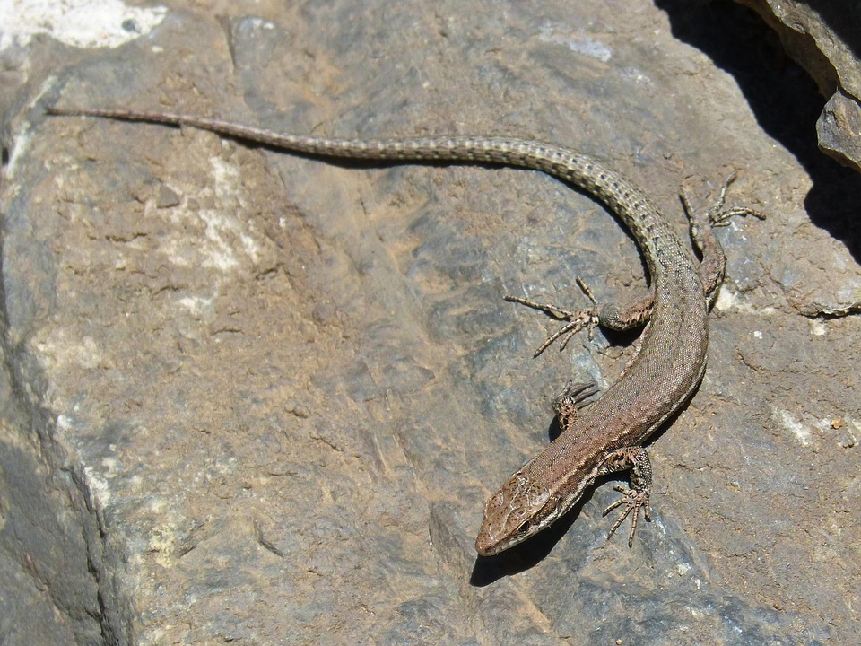 Lizard Stone Catalan Pyrenees - Free photo on Pixabay - Pixabay