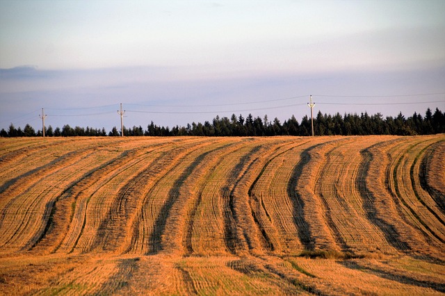 Field Harvested Wavy After - Free photo on Pixabay