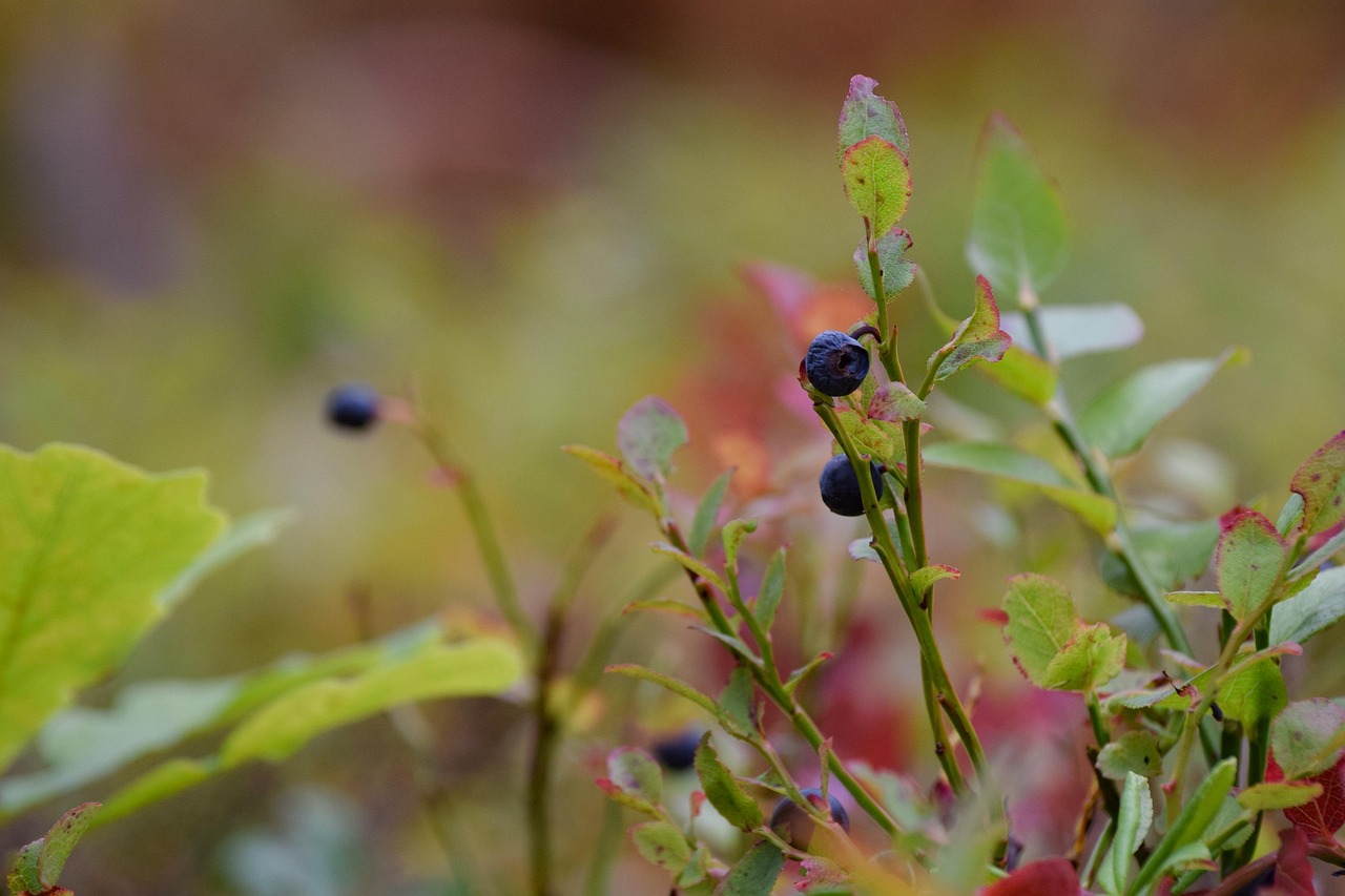Blueberry Forest Nature - Free photo on Pixabay - Pixabay