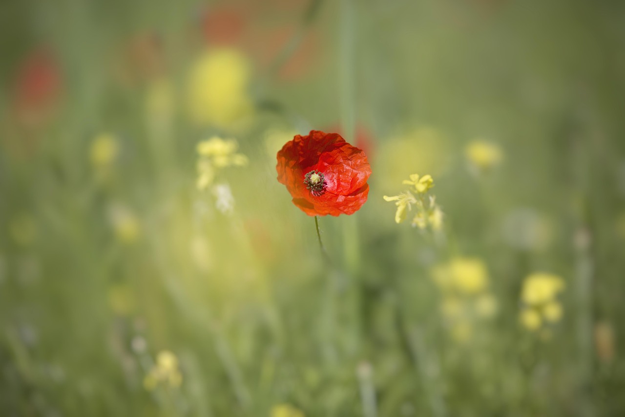 Flower Color Red - Free photo on Pixabay