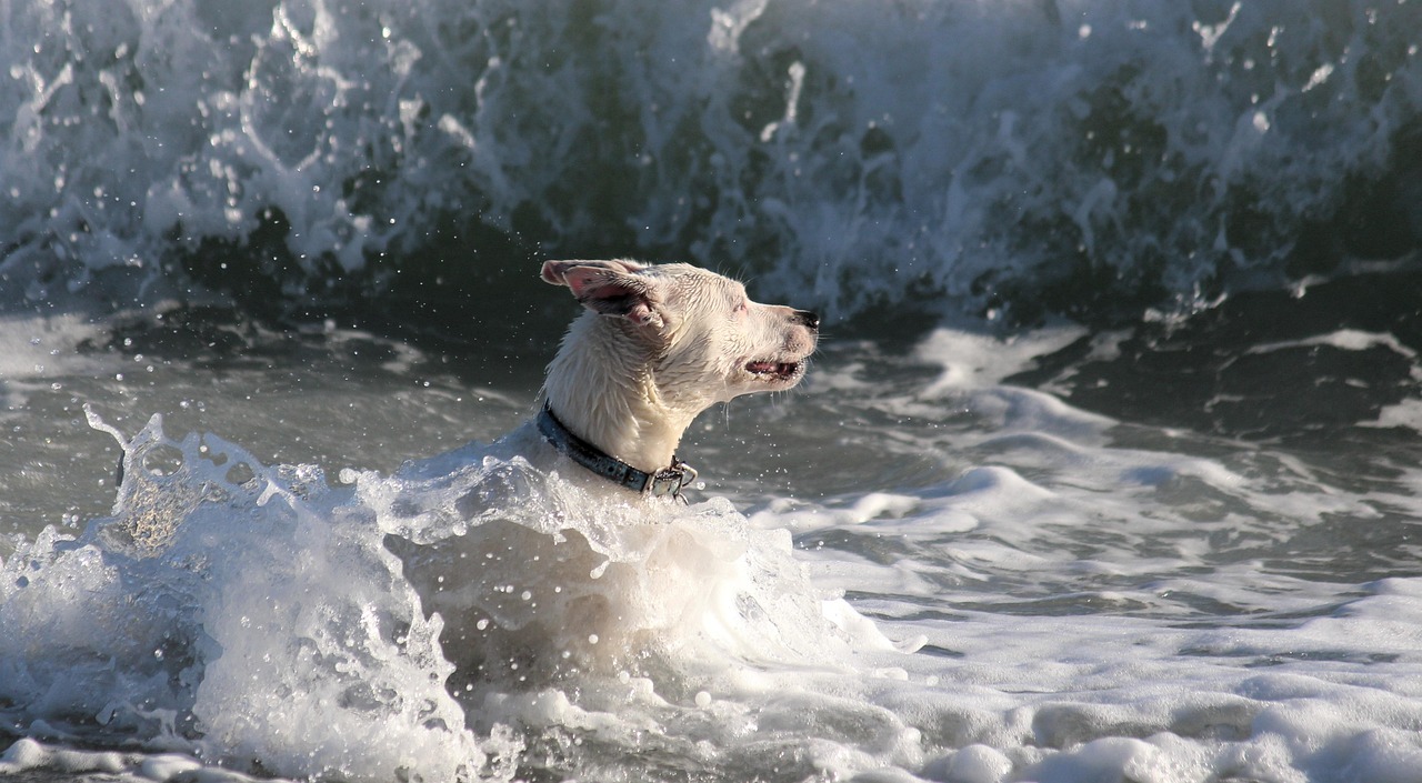 Dog Water Sea - Free photo on Pixabay