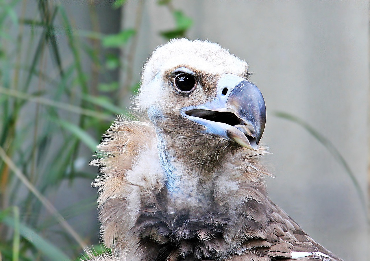 Vulture Raptor Bird Birds Of - Free photo on Pixabay - Pixabay