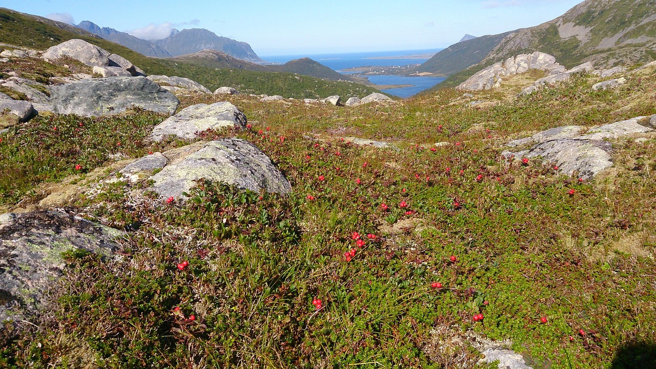 The Nature Of Norway Blueberry - Free photo on Pixabay - Pixabay