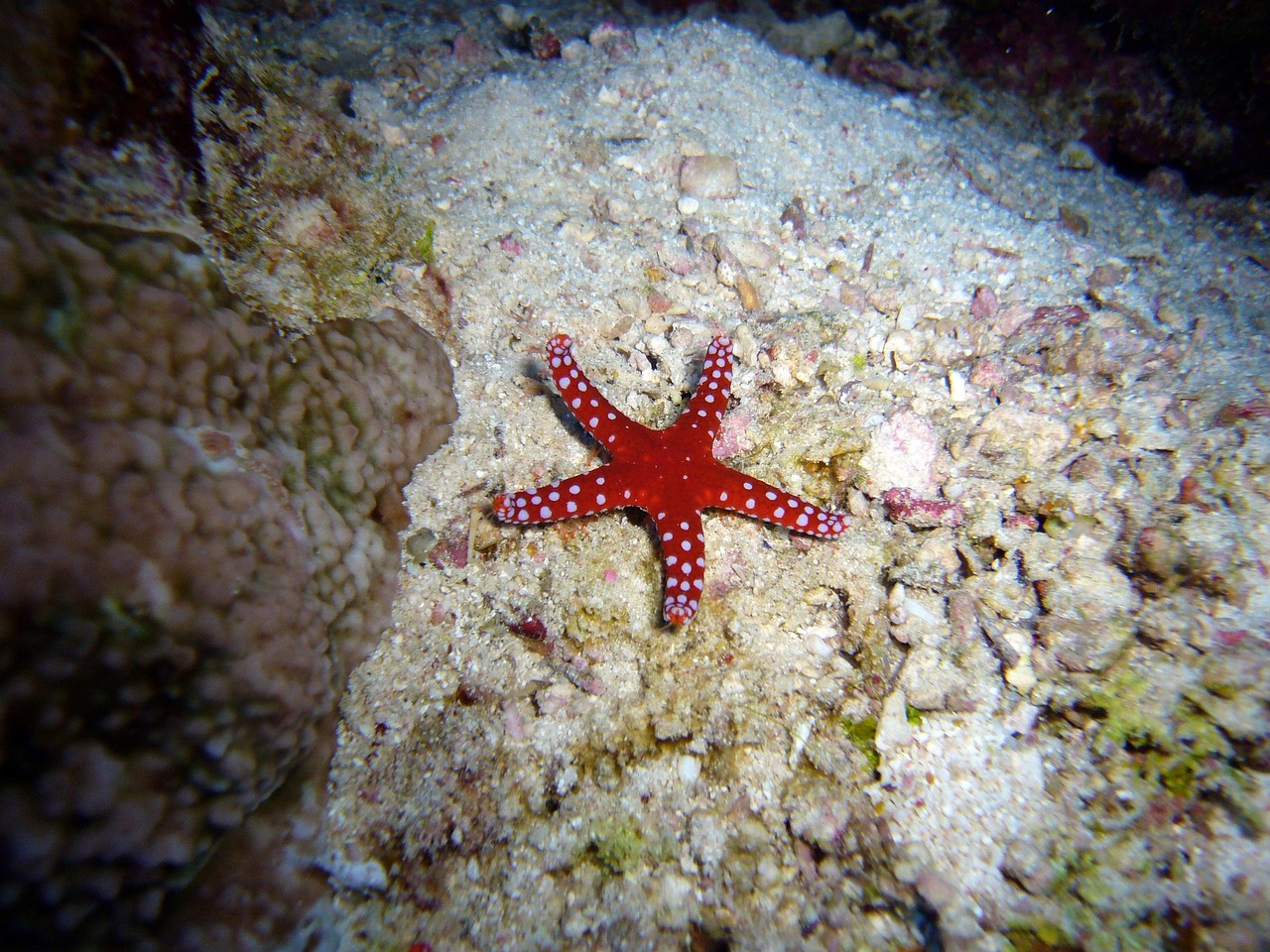 700+ Free Starfish & Beach Images - Pixabay