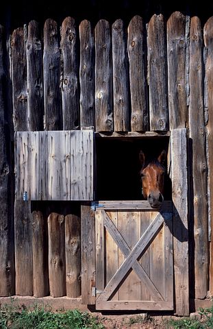 800+ Free Stable & Horse Images - Pixabay