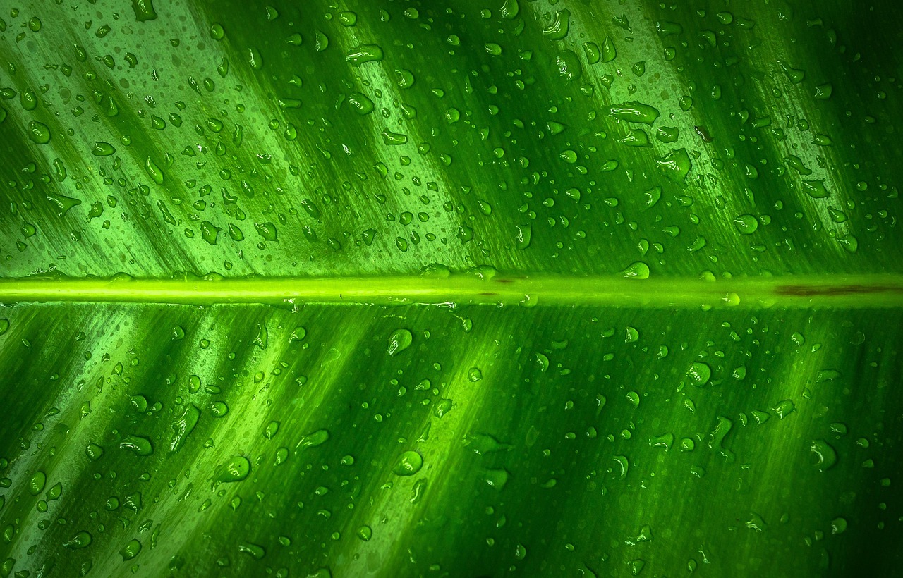 Leaf Nature Tree - Free photo on Pixabay - Pixabay