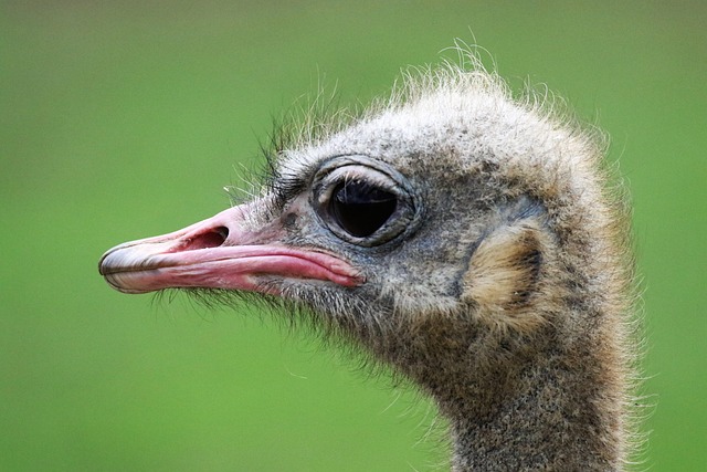 Strauß Straußenkopf Vogel - Kostenloses Foto auf Pixabay - Pixabay