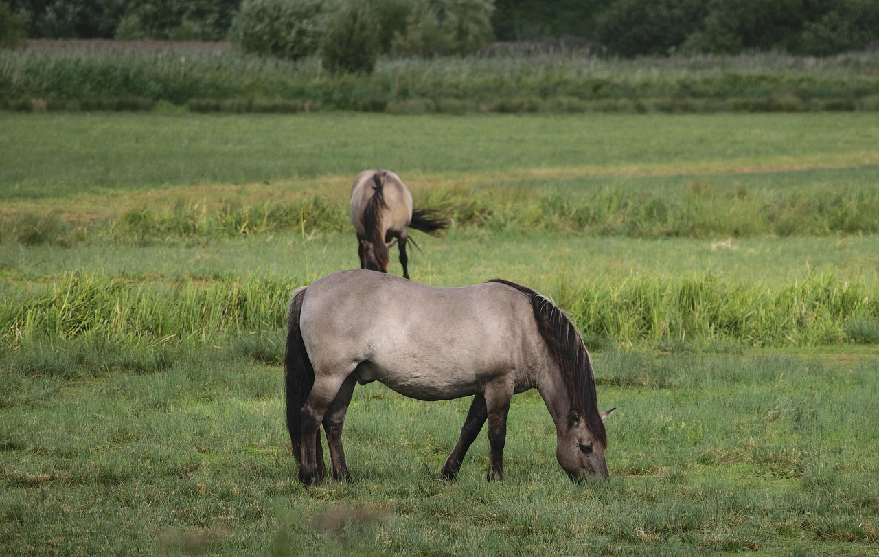200+ Free Blasmusik Konik & Horse Images - Pixabay