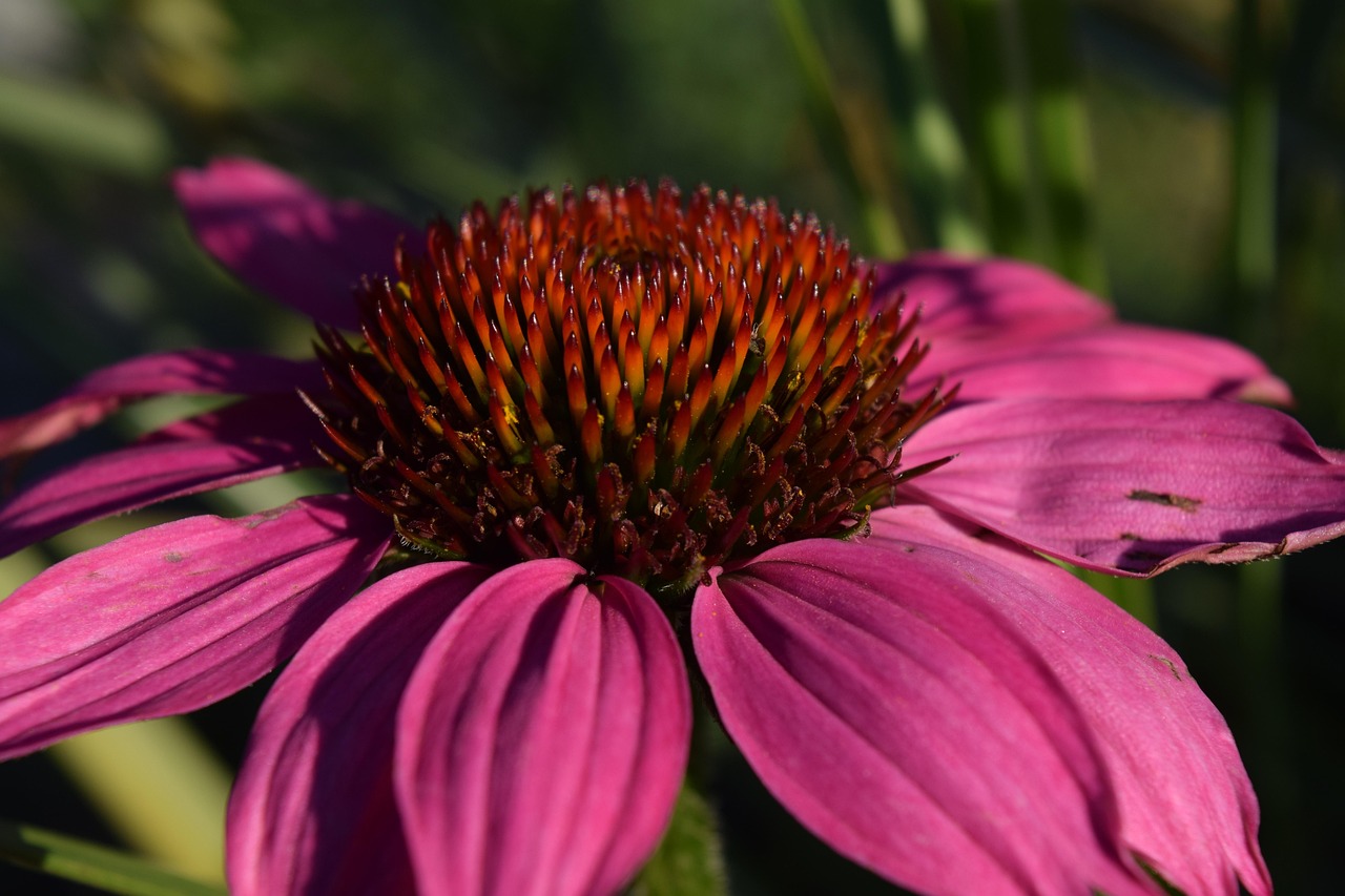 Flor Coneflower Roxa - Foto gratuita no Pixabay