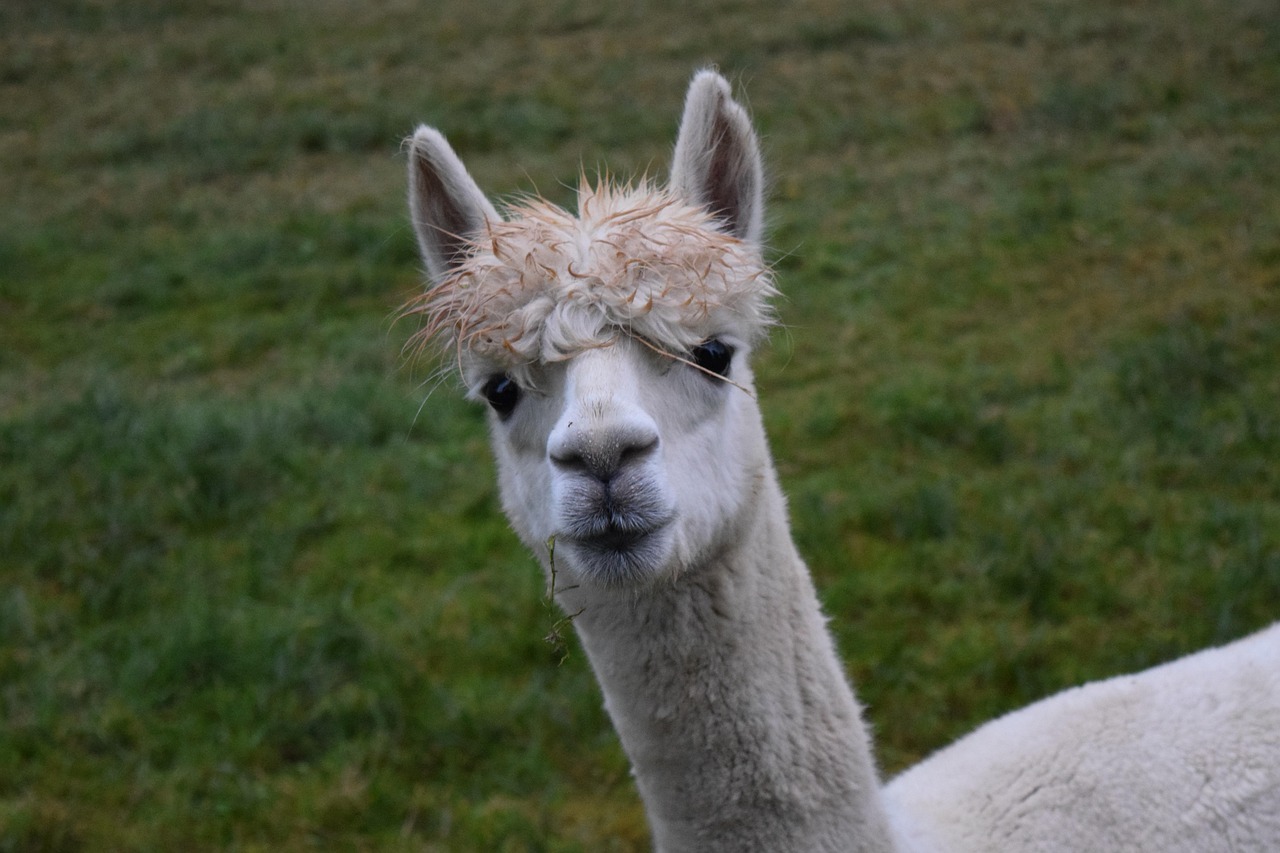 Alpaca White Furry - Free photo on Pixabay - Pixabay
