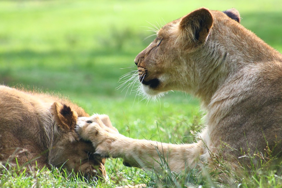 Lion Zoo - Photo gratuite sur Pixabay - Pixabay