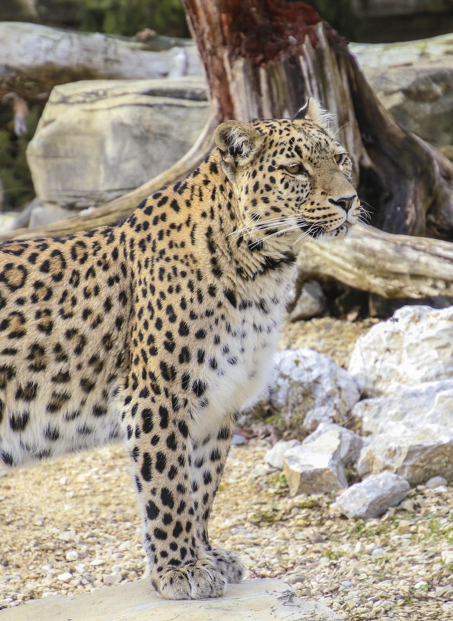 10+ Free Persian Leopard & Leopard Photos - Pixabay