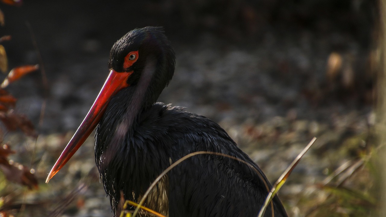 Black Stork Bird - Free photo on Pixabay - Pixabay