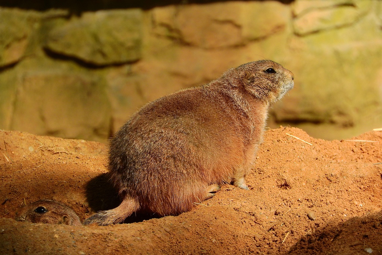 Cynomys Ludovicianus Psoun - Photo gratuite sur Pixabay - Pixabay