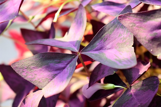 Lucky Clover Plant Leaves - Free photo on Pixabay - Pixabay