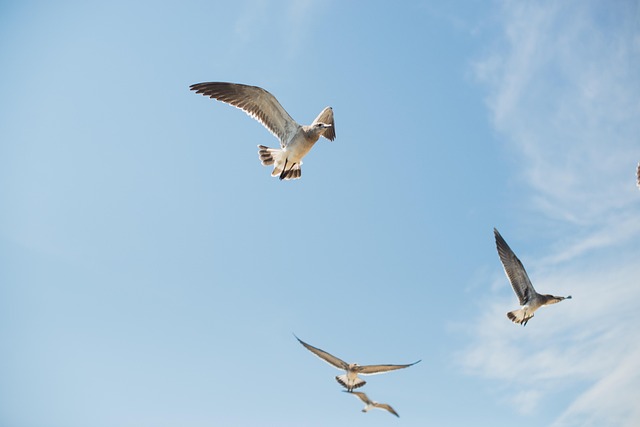 Seagull Ocean - Free photo on Pixabay