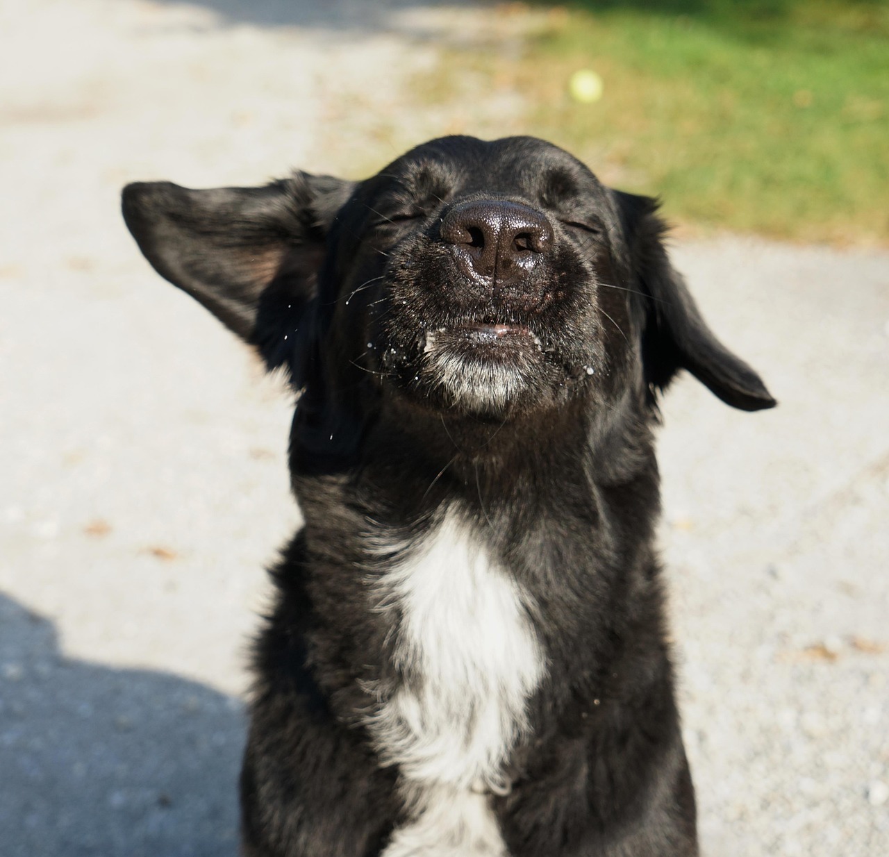 Cachorro Animal Doméstico - Foto gratuita no Pixabay - Pixabay