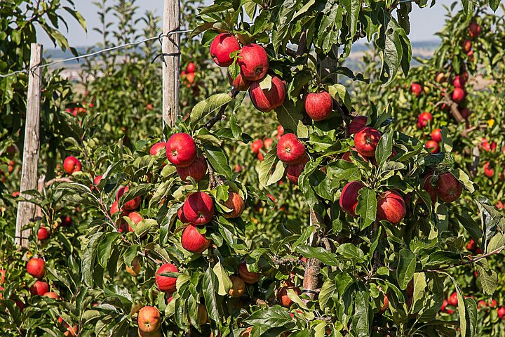 Plus de 300 images de Verger De Pommiers et de Pommier - Pixabay