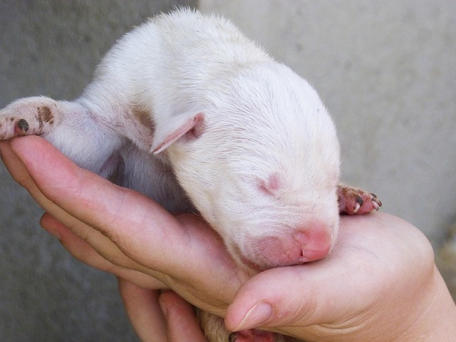 Dog Puppy Breeding Great - Free photo on Pixabay - Pixabay
