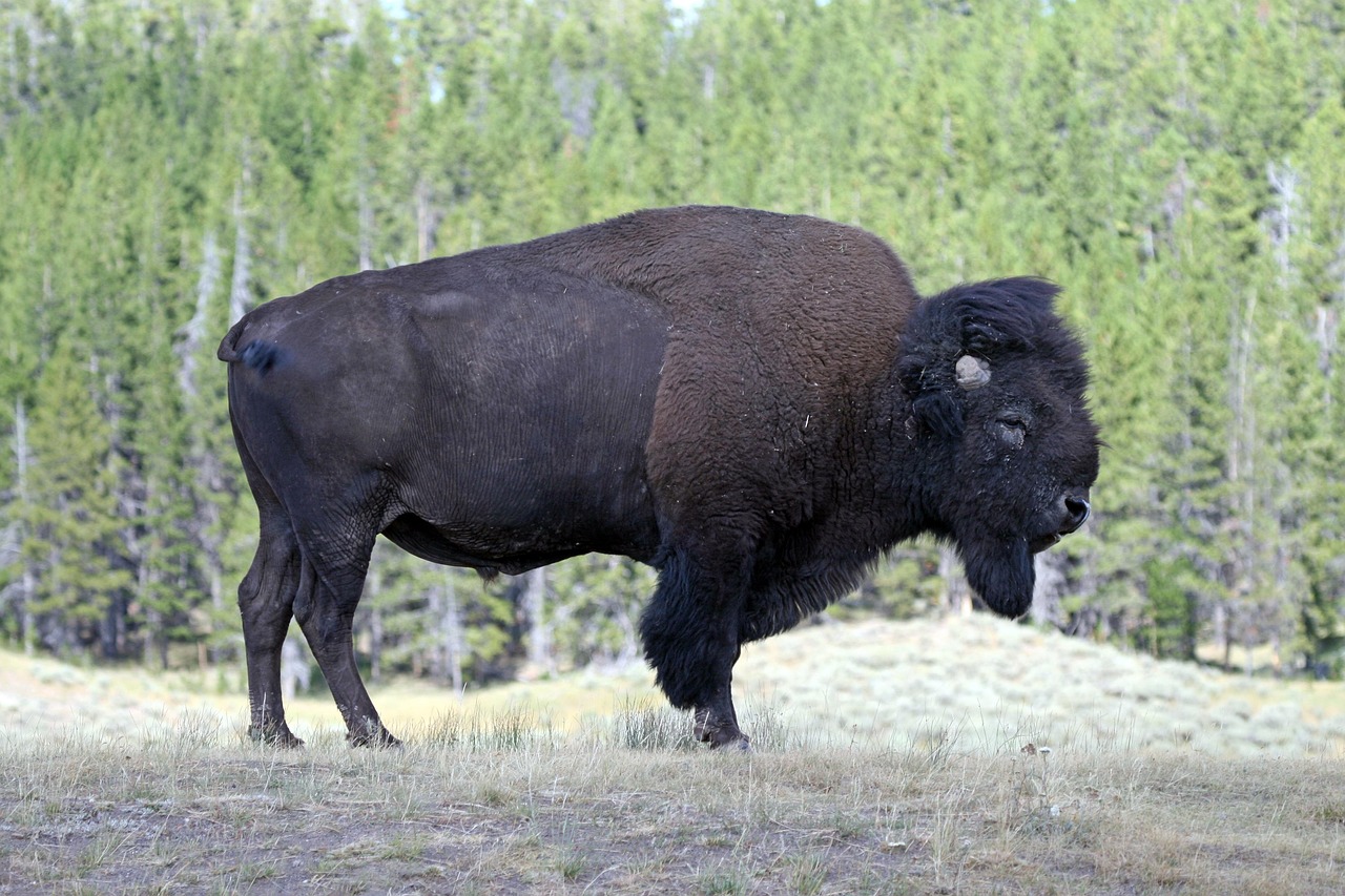 Bisonte Yellowstone América Parque - Foto gratis en Pixabay - Pixabay