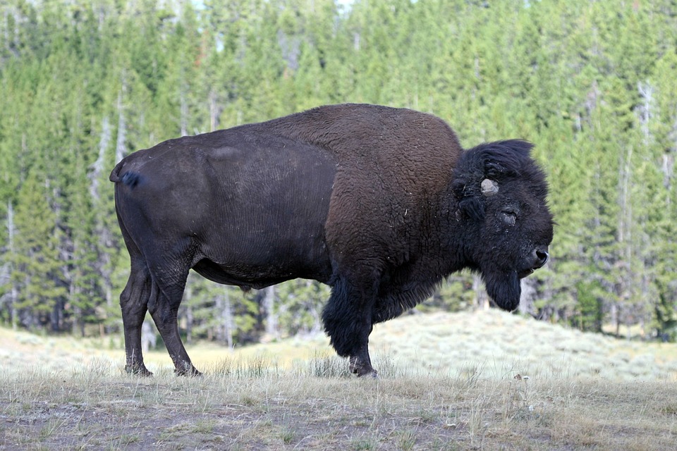 Bisonte Yellowstone América Parque - Foto gratis en Pixabay - Pixabay