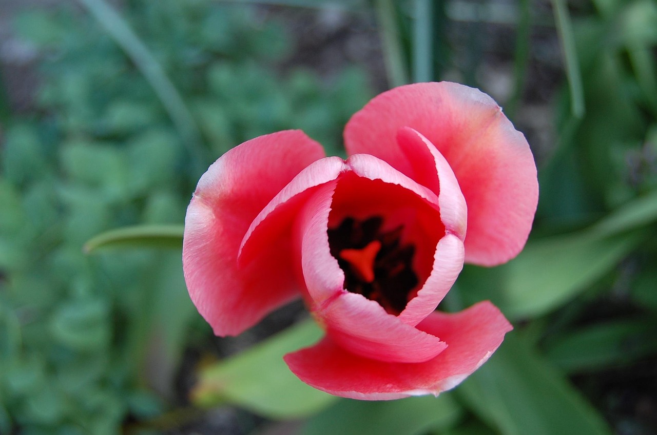 Fleur Tulip Rose - Photo gratuite sur Pixabay - Pixabay