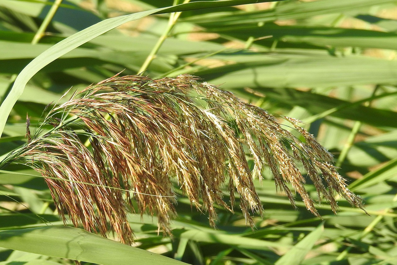 Reeds Reed Rush - Free photo on Pixabay